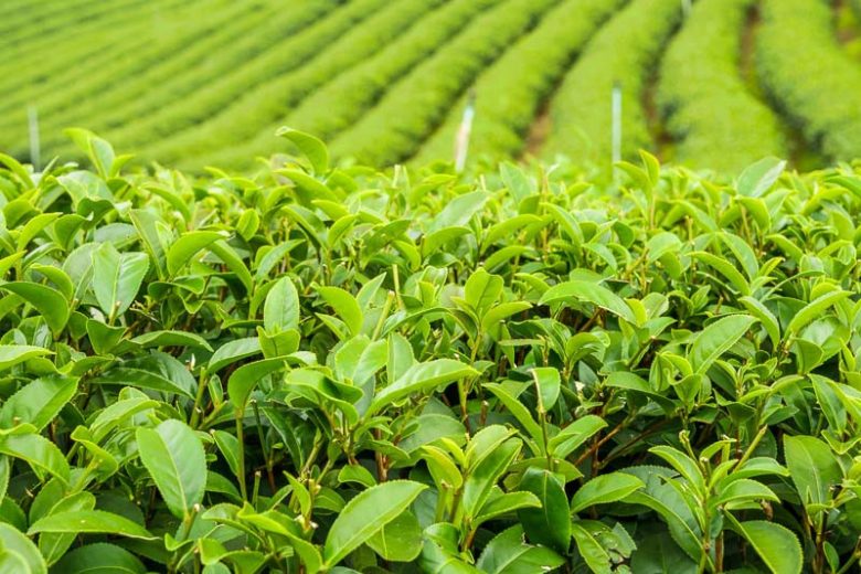 Who Was the First Person to Discover Camellia Sinensis?